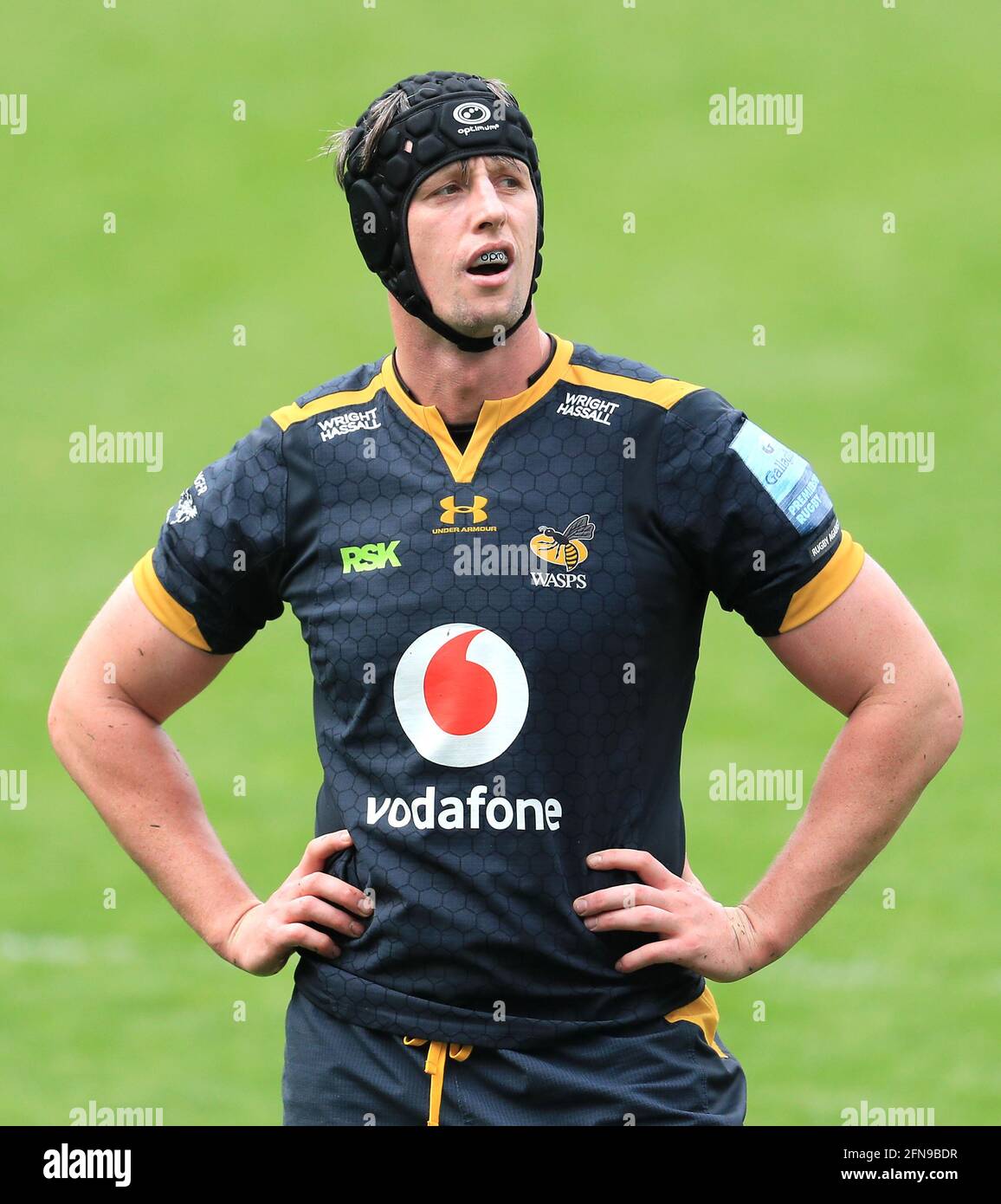 Wasps james gaskell hi-res stock photography and images - Alamy