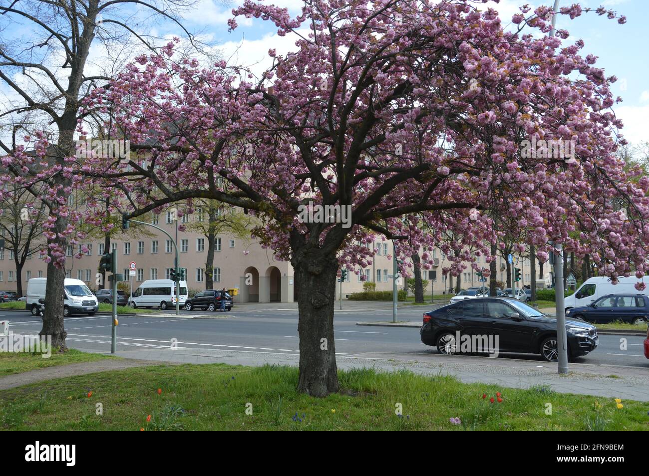 May 2021 - Cherry blossoms at Grazer Platz in Berlin, Germany Stock ...