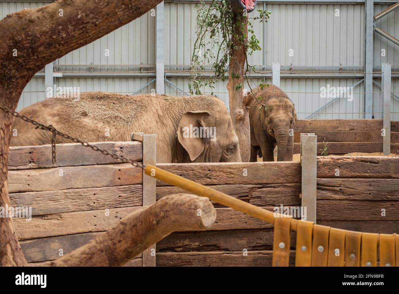 Elephants in their zoo enclosure Stock Photo - Alamy