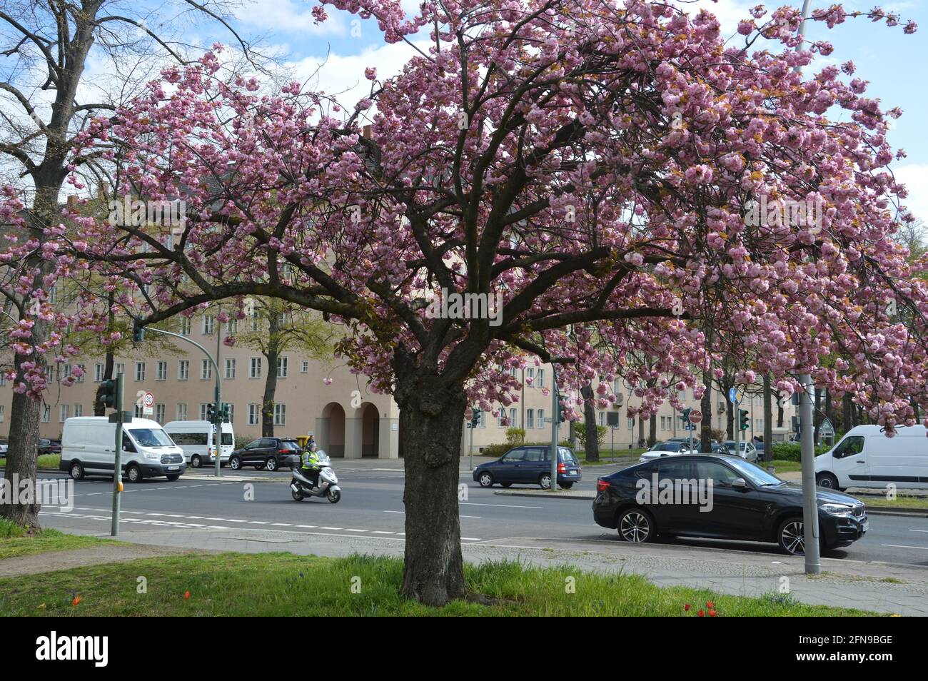 May 2021 - Cherry blossoms at Grazer Platz in Berlin, Germany Stock ...