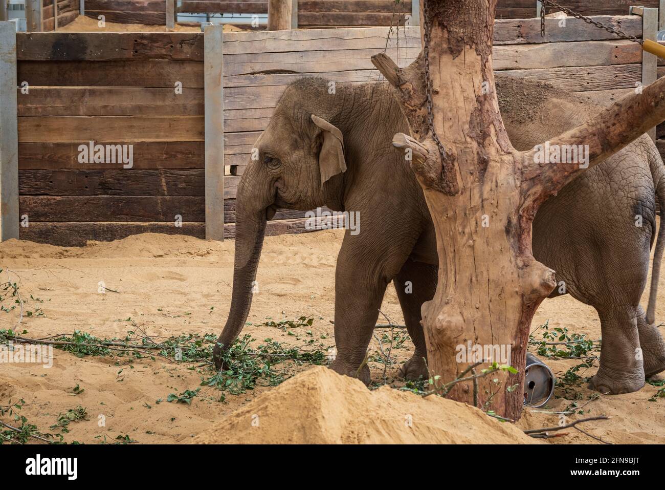 Elephants in their zoo enclosure Stock Photo - Alamy