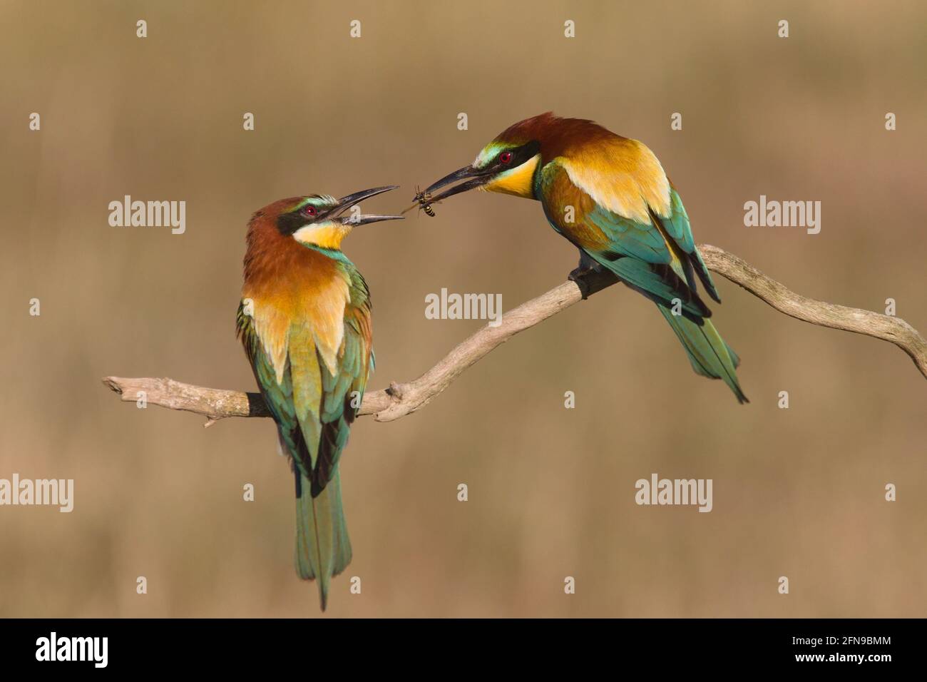Bee-eater couple, the male ginving a bee as a gift to the female Stock ...