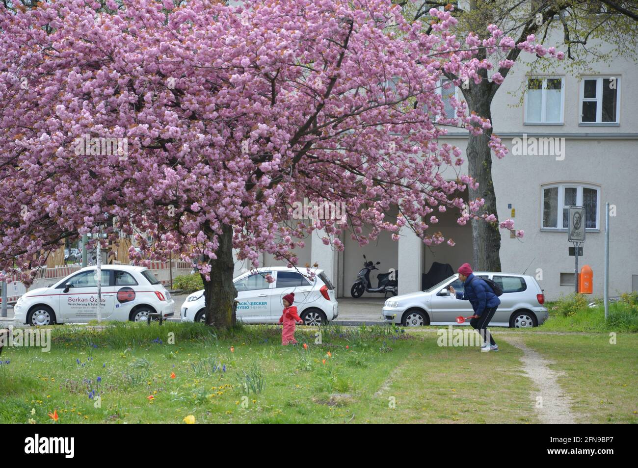 May 2021 - Cherry blossoms at Grazer Platz in Berlin, Germany Stock ...