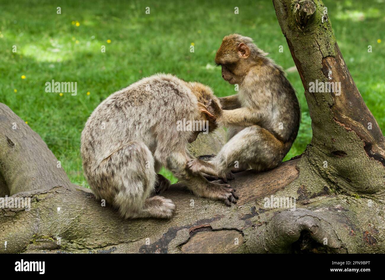 Barbary Macaque Monkey's Stock Photo - Alamy