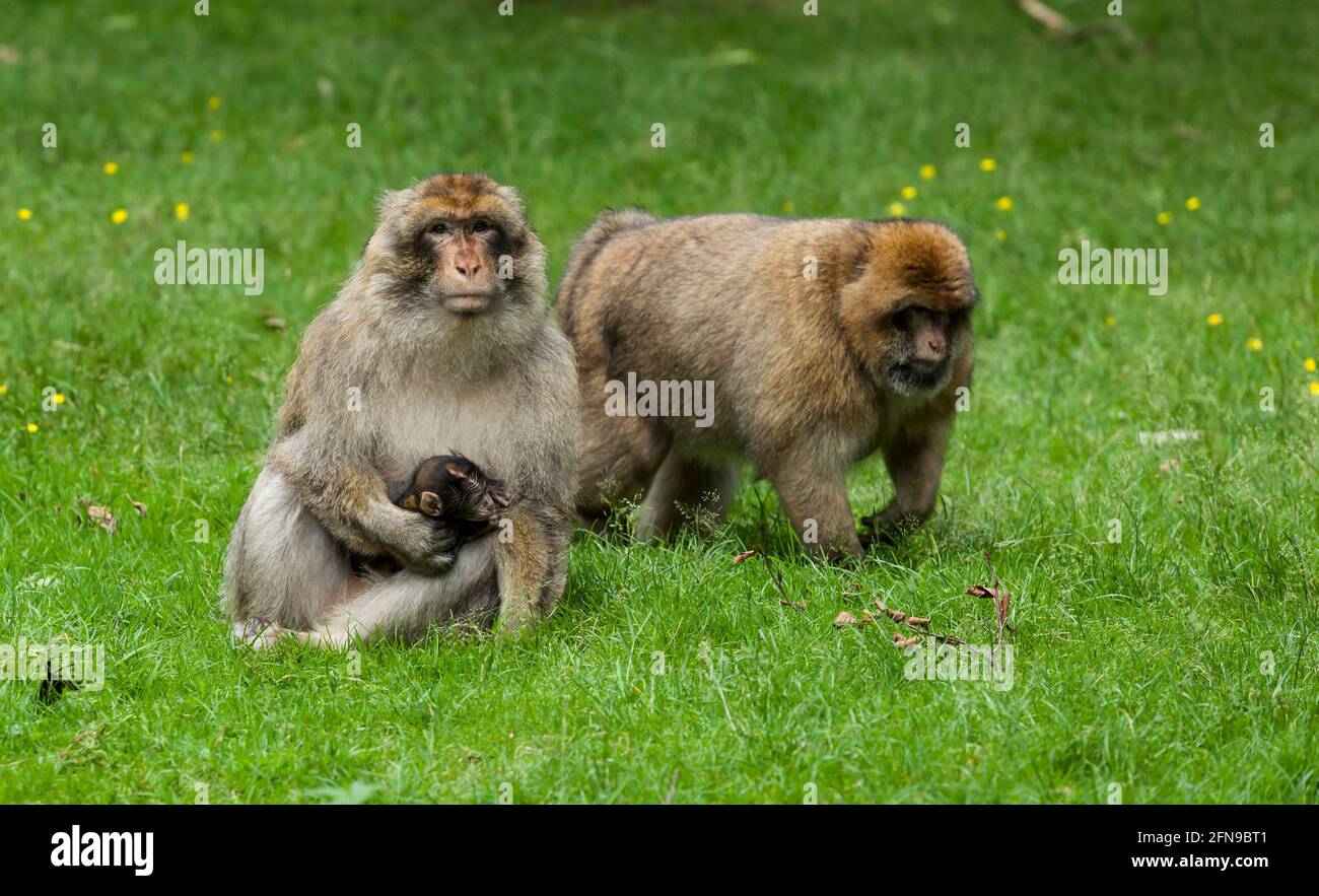 Barbary Macaque Monkey's Stock Photo - Alamy