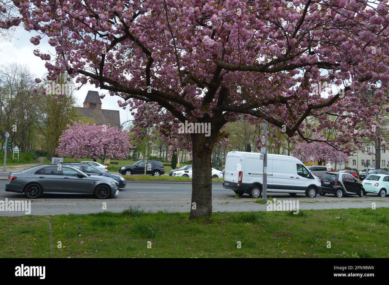 May 2021 - Cherry blossoms at Grazer Platz in Berlin, Germany Stock ...