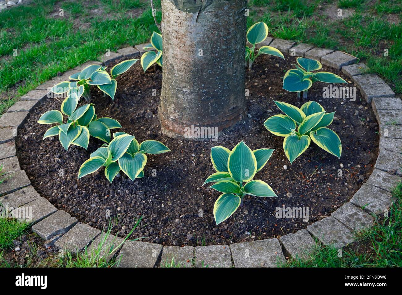 Tree And Hostas High Resolution Stock Photography and Images - Alamy