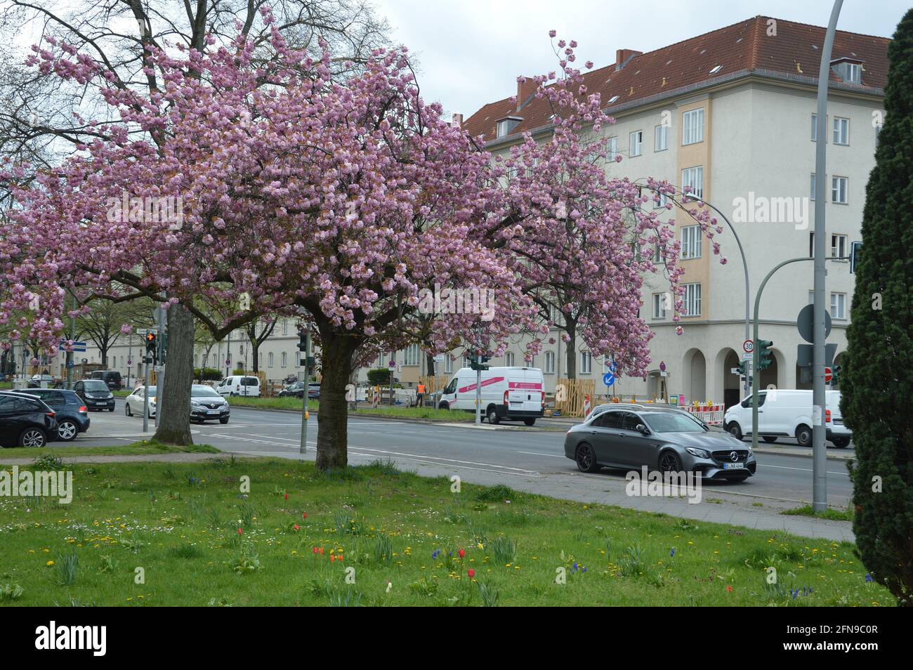 May 2021 - Cherry blossoms at Grazer Platz in Berlin, Germany Stock ...