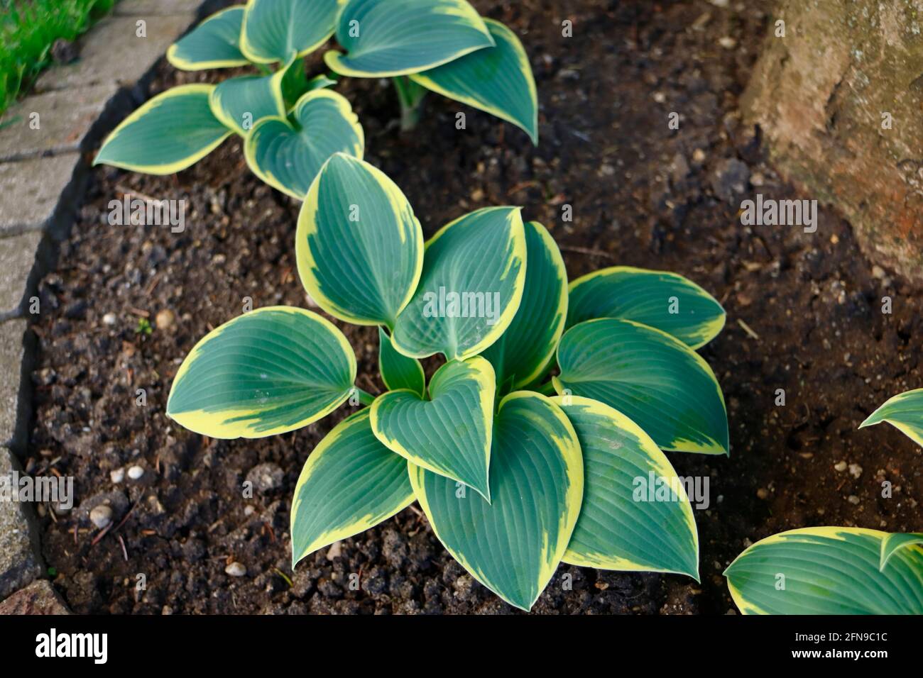 Tree and hostas hi-res stock photography and images - Alamy