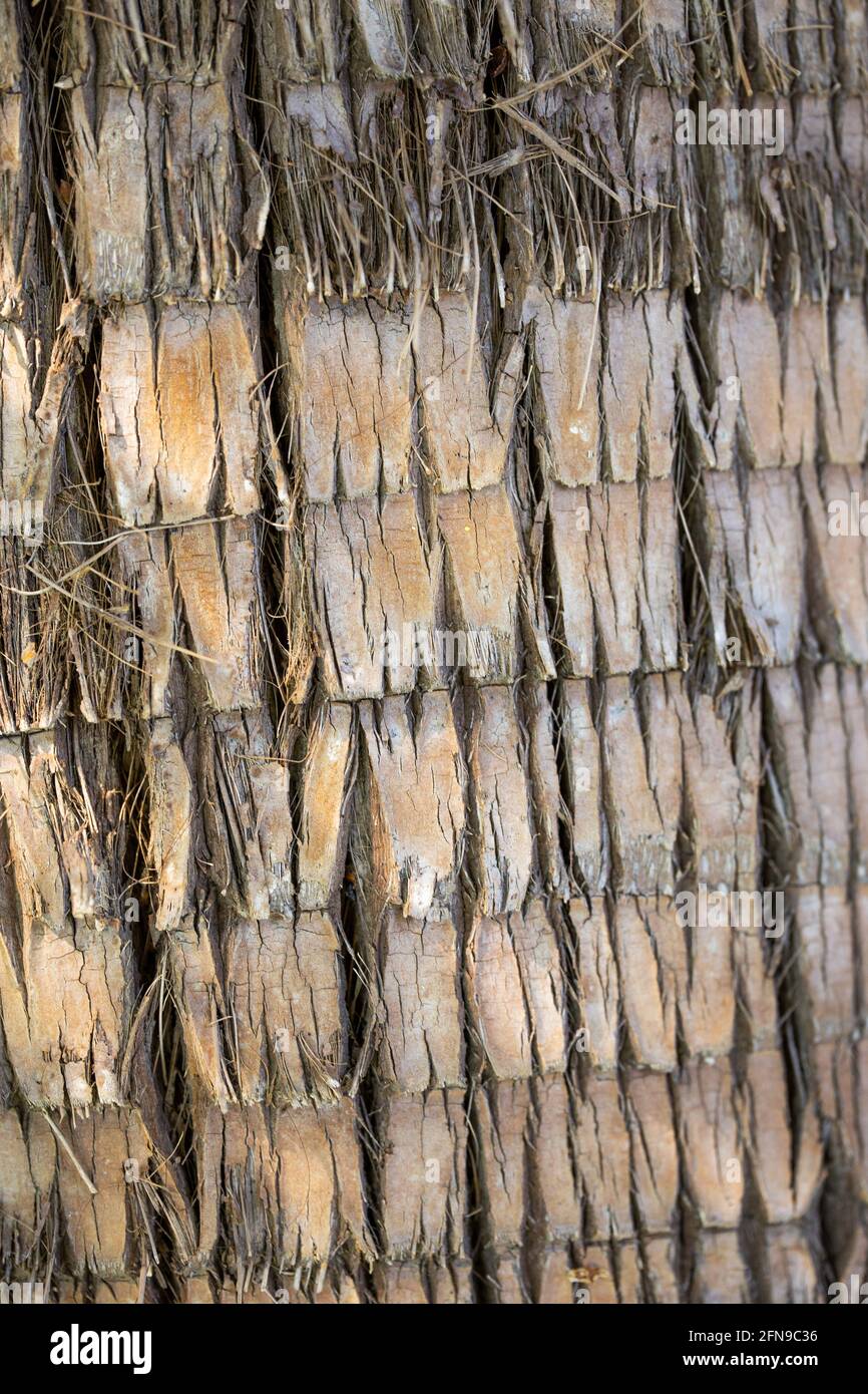 bark of tree. Wooden texture for design Stock Photo - Alamy