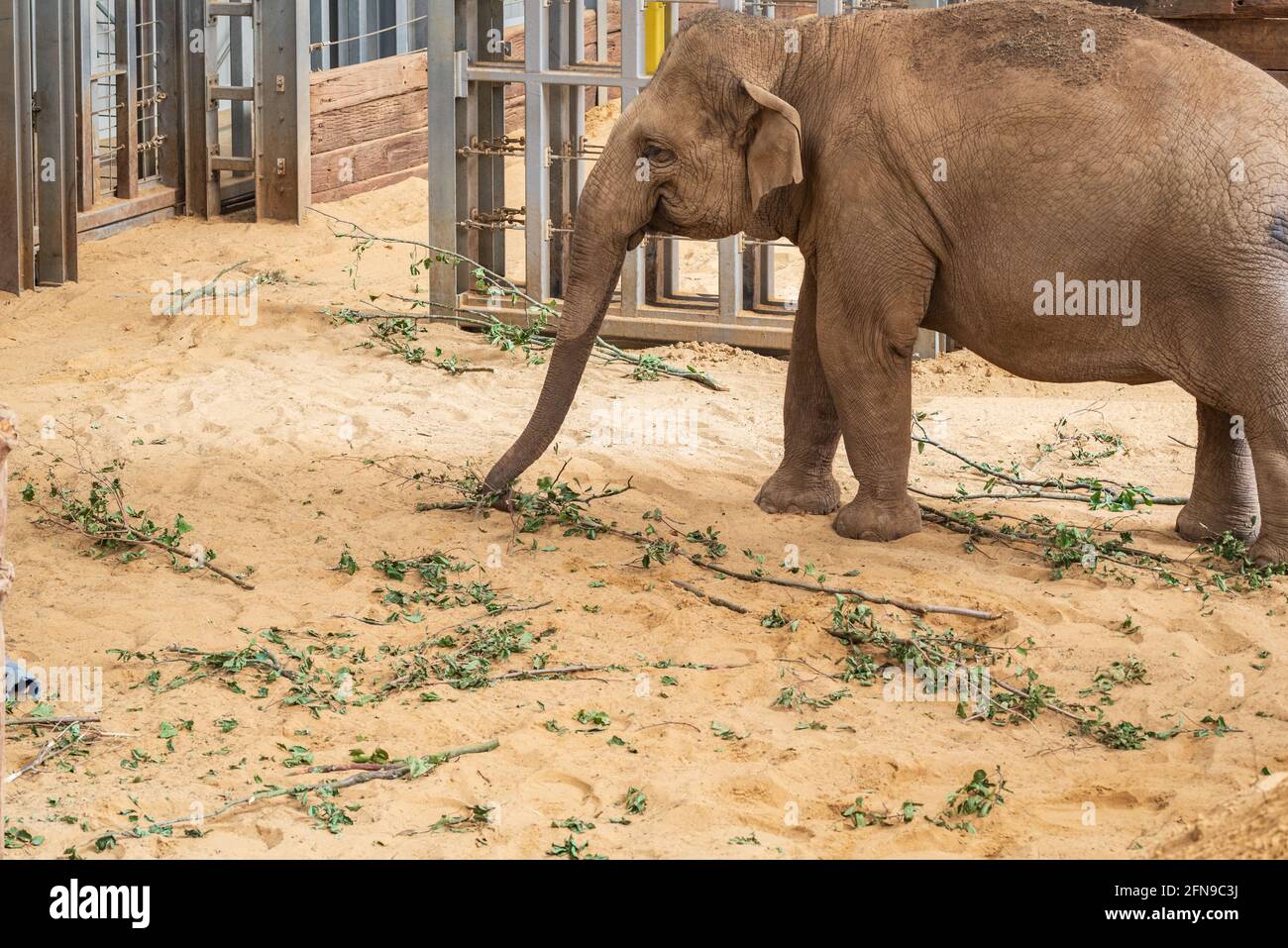 Elephants in their zoo enclosure Stock Photo - Alamy