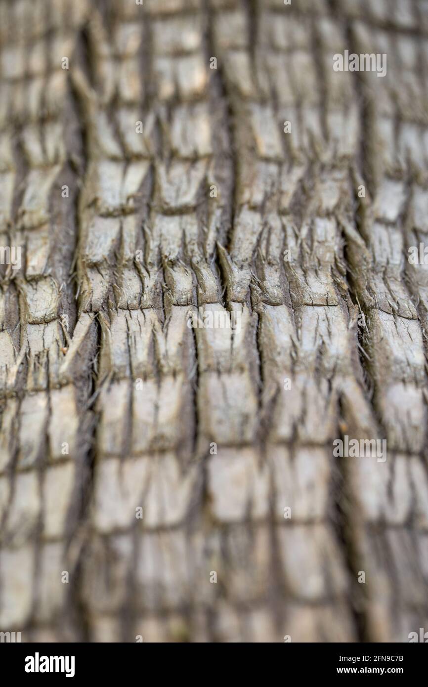 bark of tree. Wooden texture for design Stock Photo - Alamy
