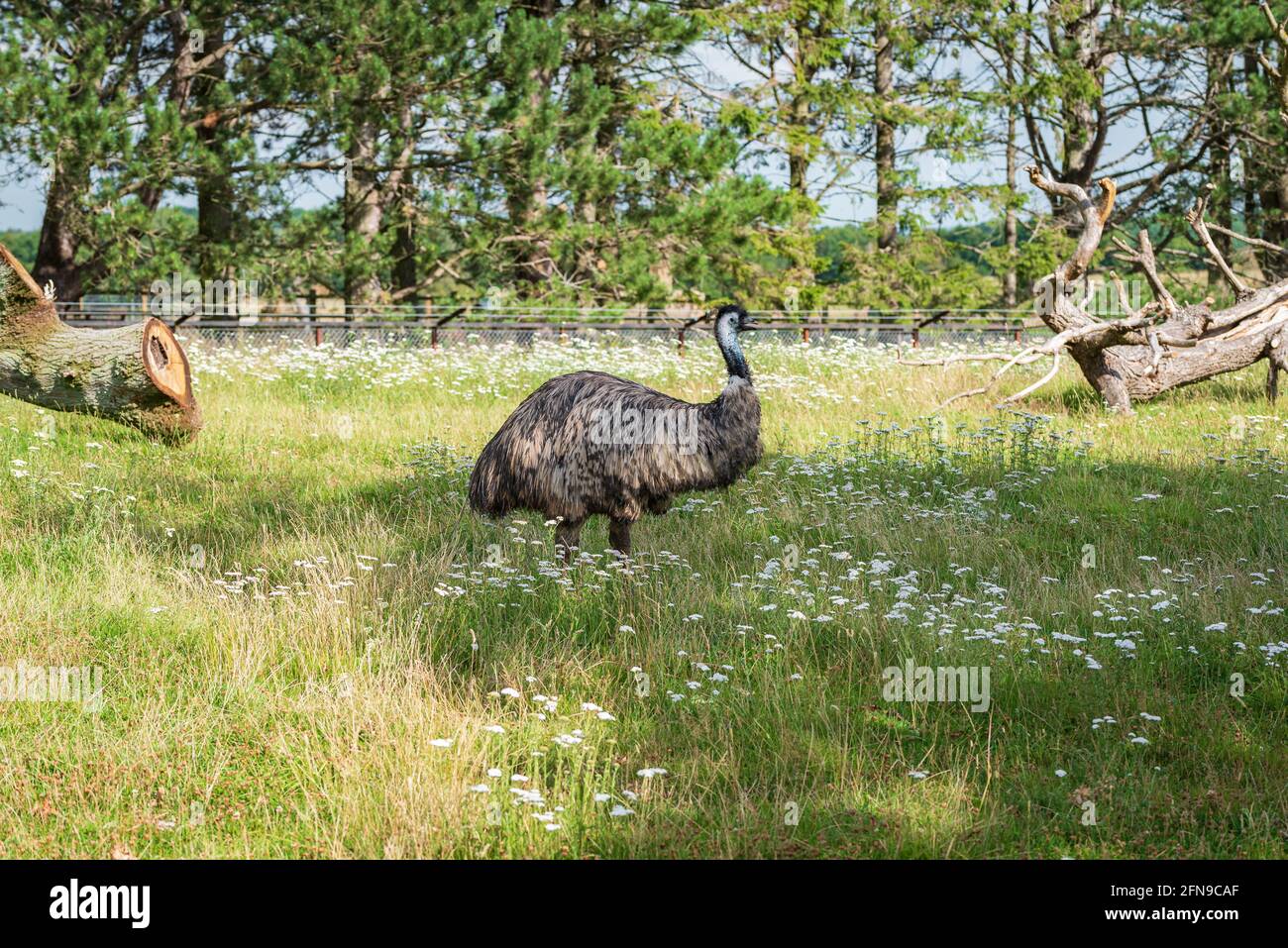 Elephant emu hi-res stock photography and images - Alamy