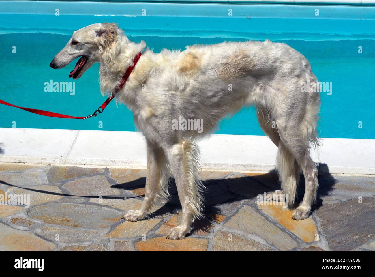 Does The Levriero Sardo Grow Big