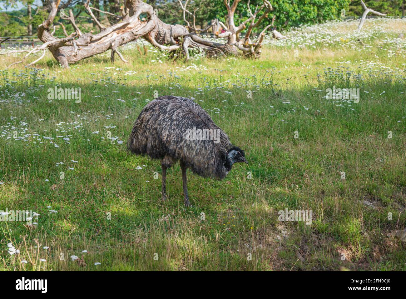 Emu in Zoo enclosure Stock Photo - Alamy