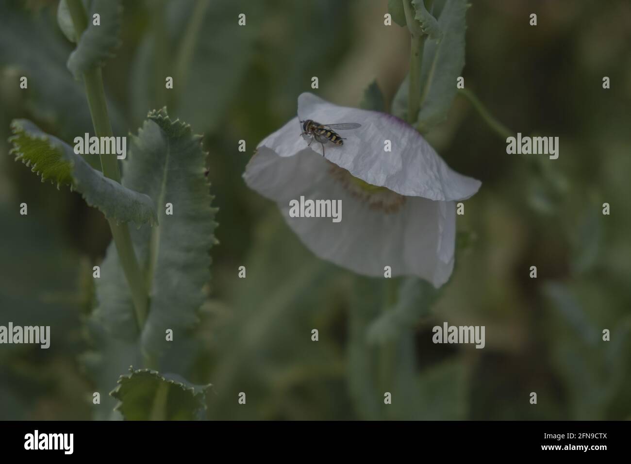 Withered white poppy growing in a field Stock Photo - Alamy