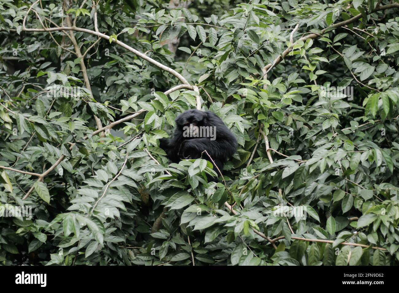 Black monkey sitting on a bushy tree Stock Photo - Alamy