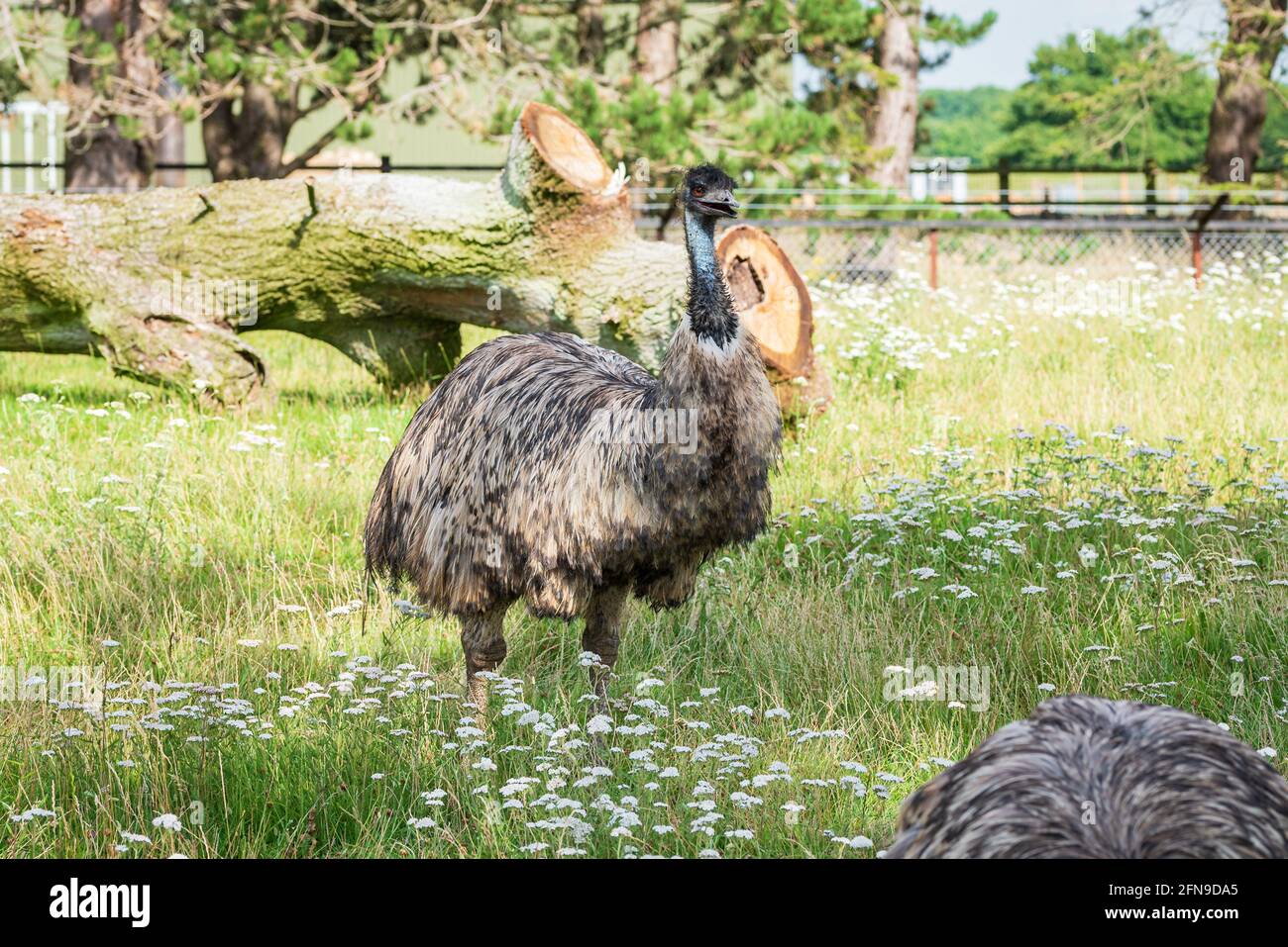 Emu in Zoo enclosure Stock Photo - Alamy