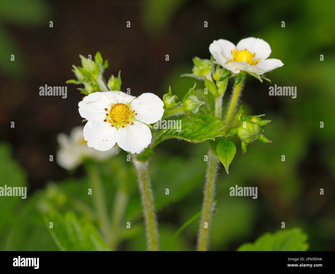 Springtime blossoms hi-res stock photography and images - Alamy