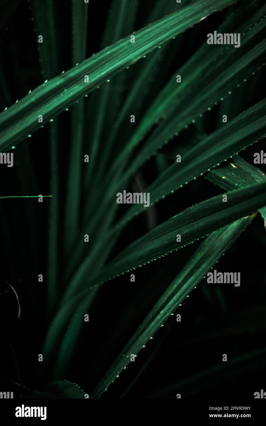 Vertical shot of tall, dark blades of grass with sharp edges in a field ...
