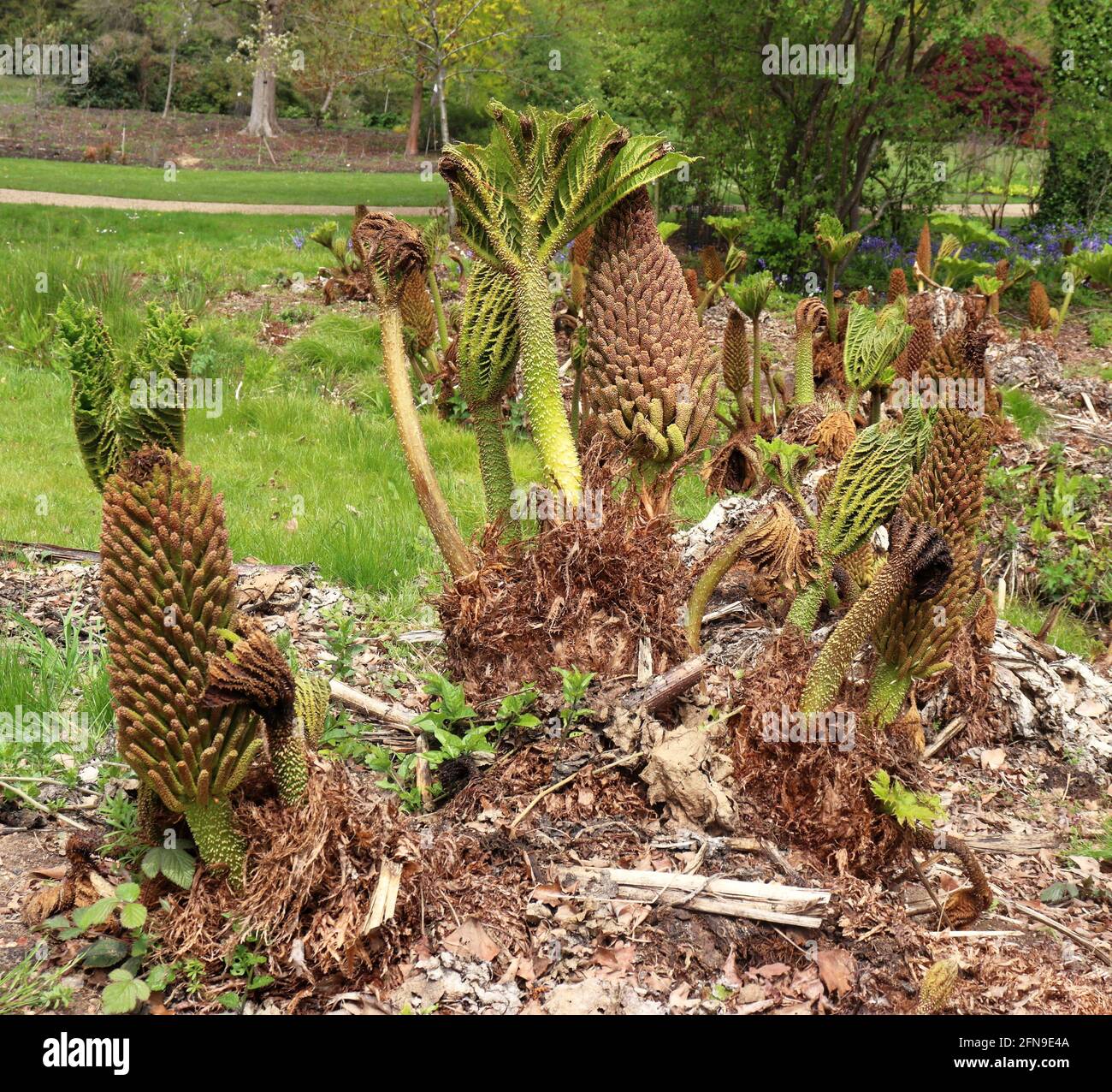 Spring in an English landscape garden with Gunnera plants in early ...