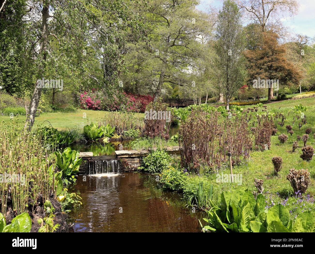 Spring in an English landscape garden with stream and waterfall Stock ...