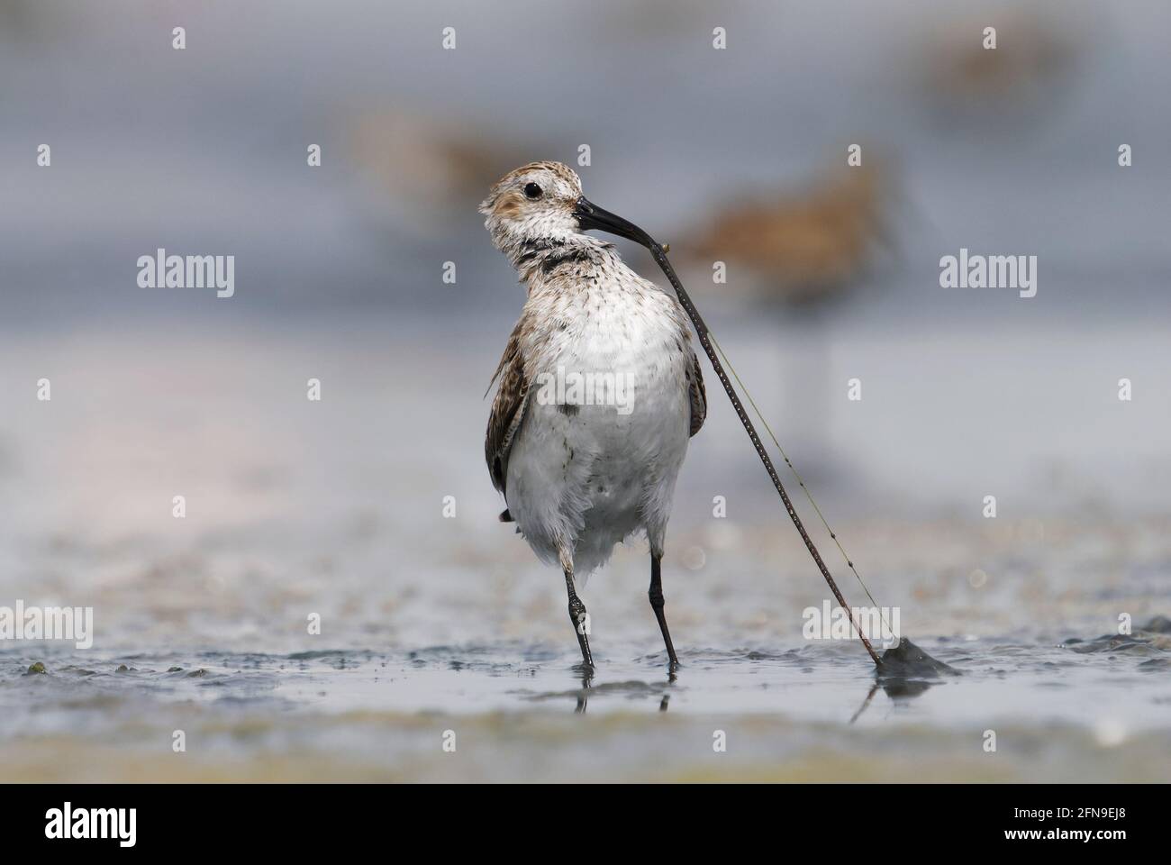 Dunlin Bird High Resolution Stock Photography and Images - Alamy