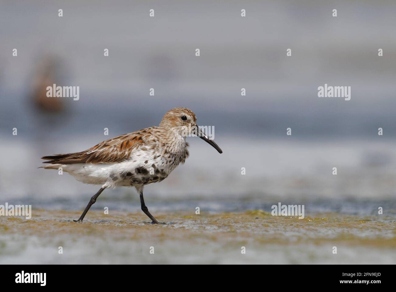 Dunlin bird hi-res stock photography and images - Alamy