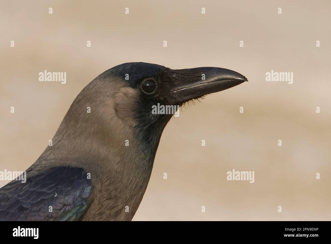 House Crow ( Corvus splendens Stock Photo - Alamy