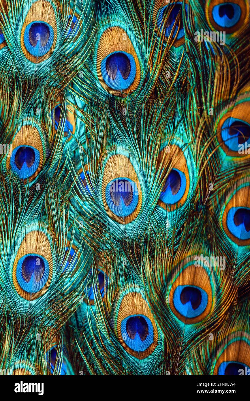 Colorful peacock feathers close up Stock Photo - Alamy