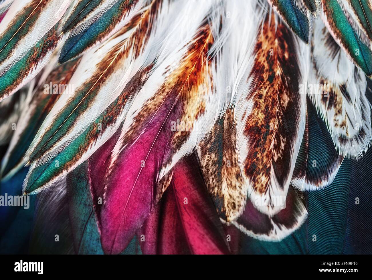 Multicolor feathers hi-res stock photography and images - Alamy