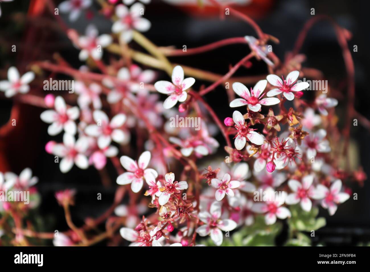 Closeup of a cluster of saxifrage flowers in the spring Stock Photo - Alamy