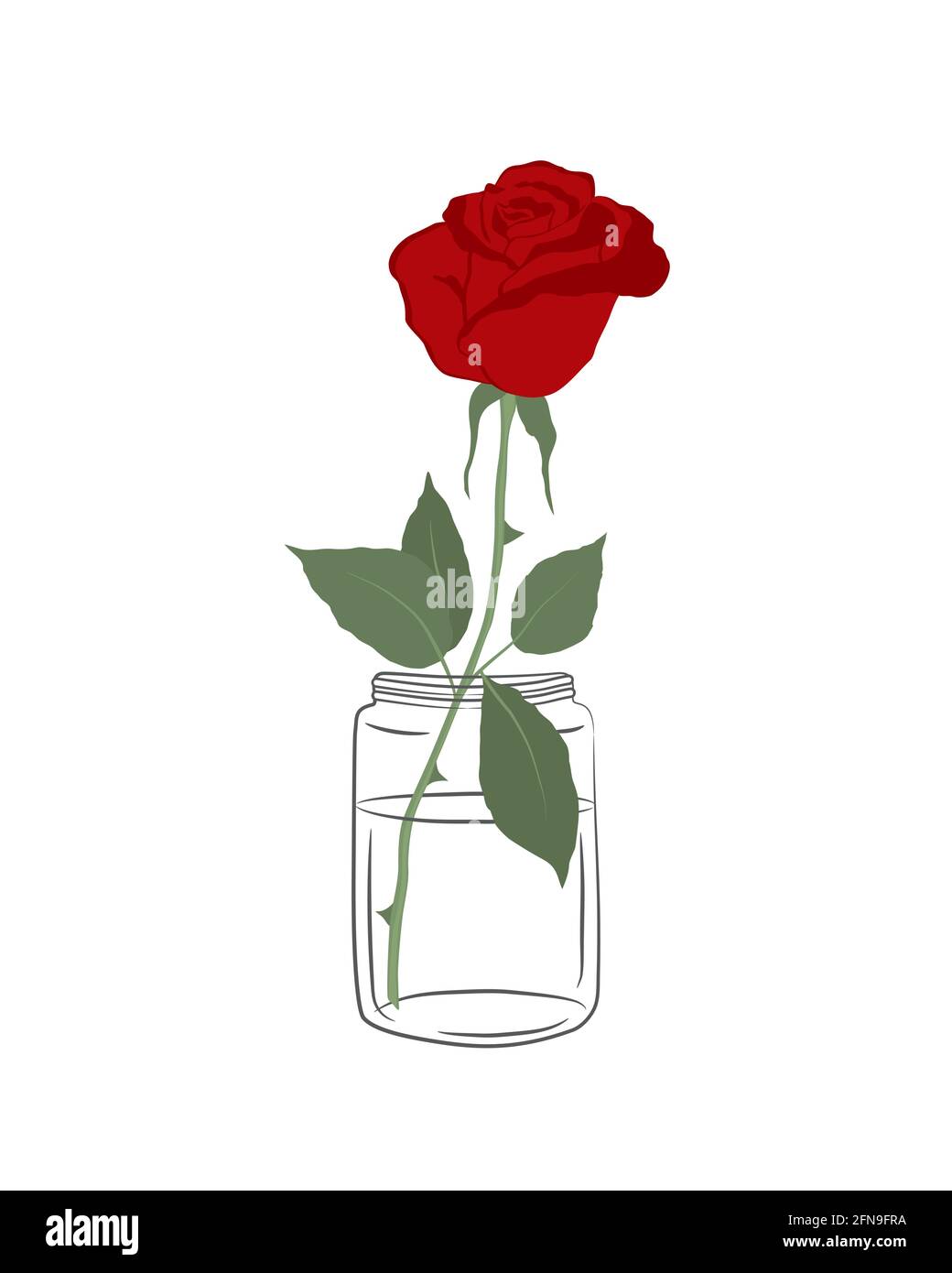 Rose in a glass jar. Red flower with green leaves on a white background ...