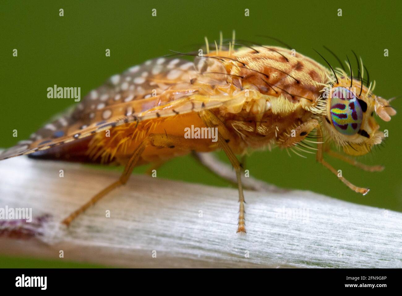 Paracantha hi-res stock photography and images - Alamy