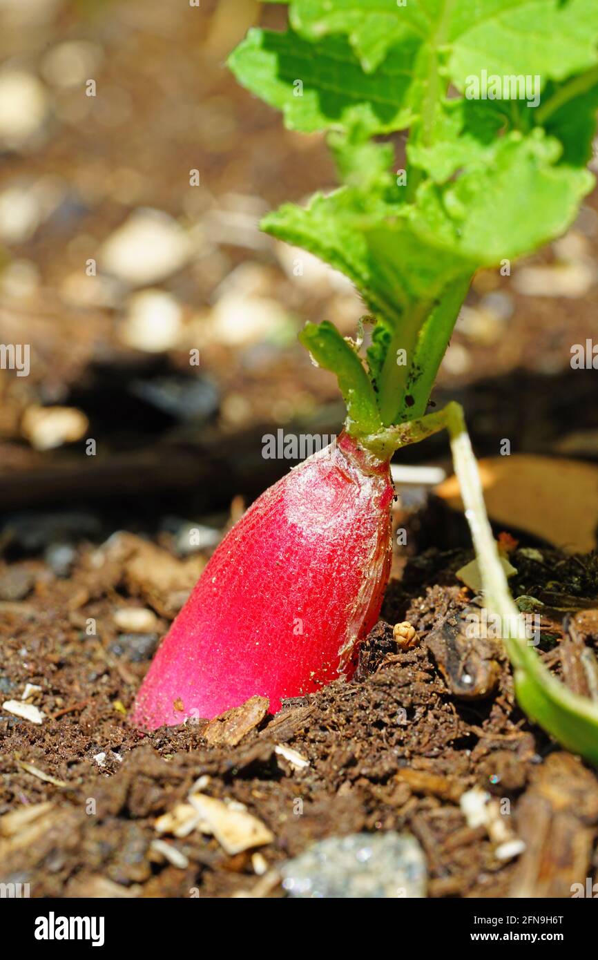 A fresh French breakfast radish growing in the vegetable garden Stock ...