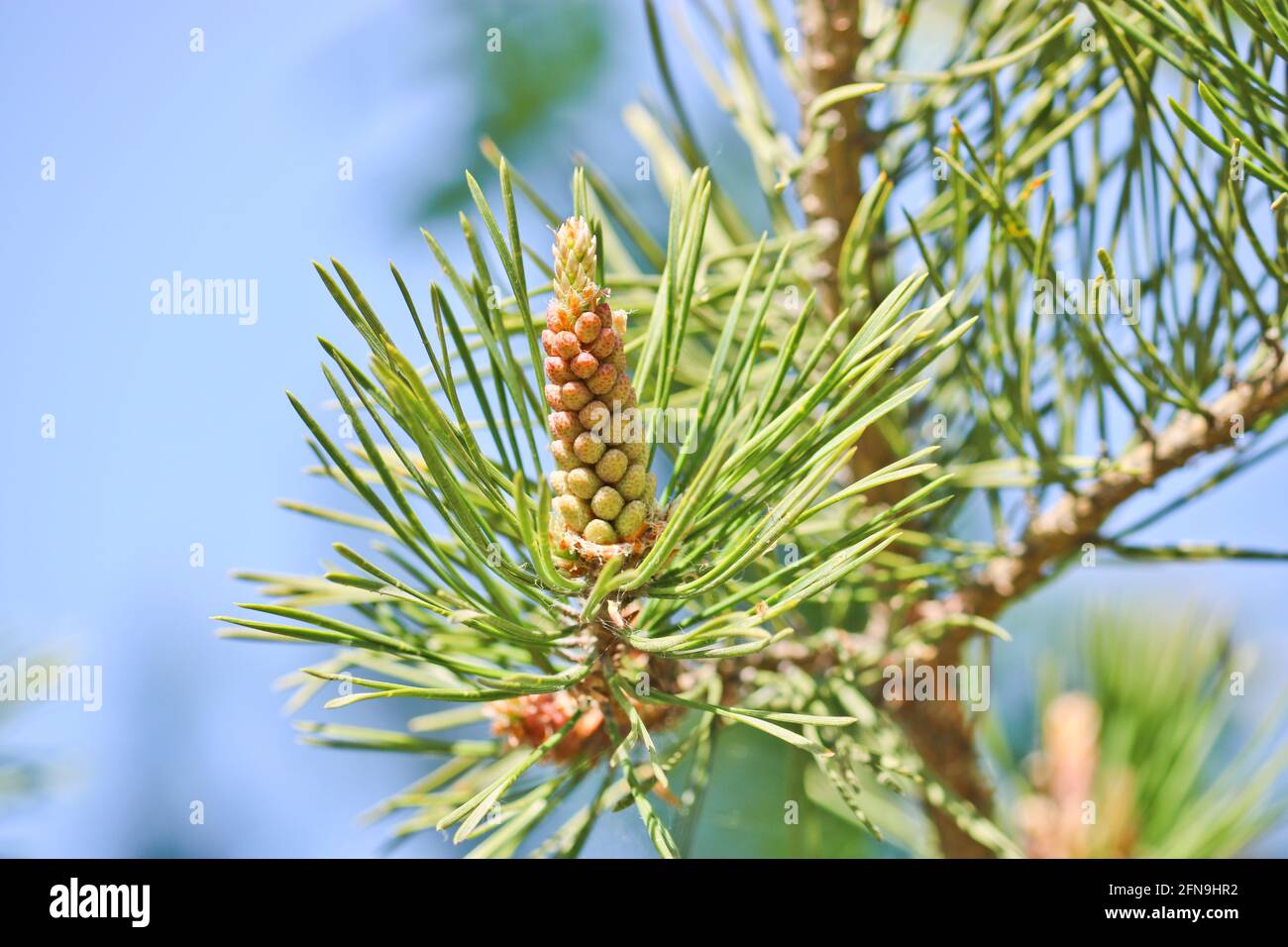 Pinus Sylvestris Pollen High Resolution Stock Photography and Images ...