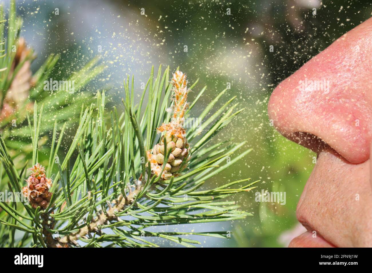 Male nose in pollen from male pine cones is an allergen. Male pine ...
