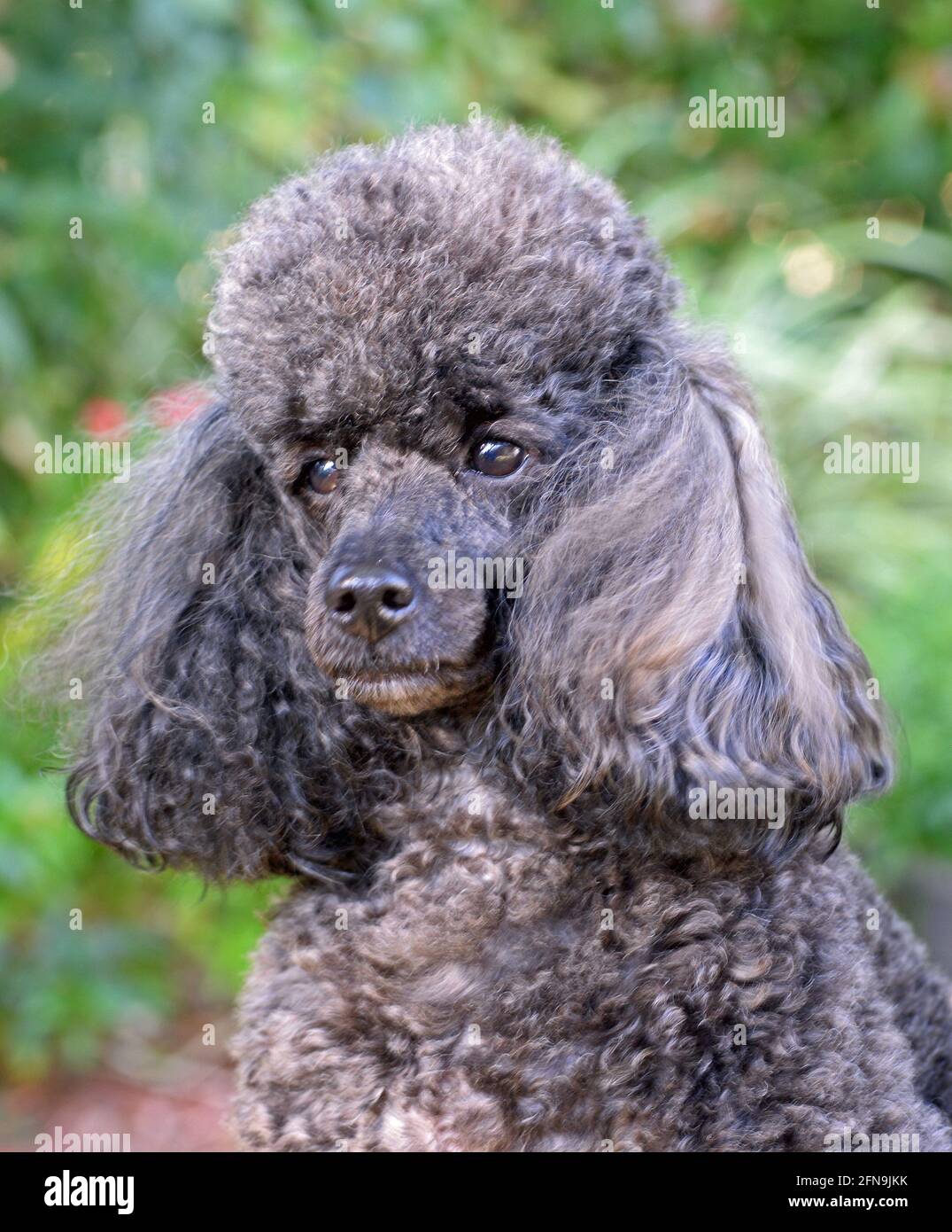 Gray poodle hi-res stock photography and images - Alamy