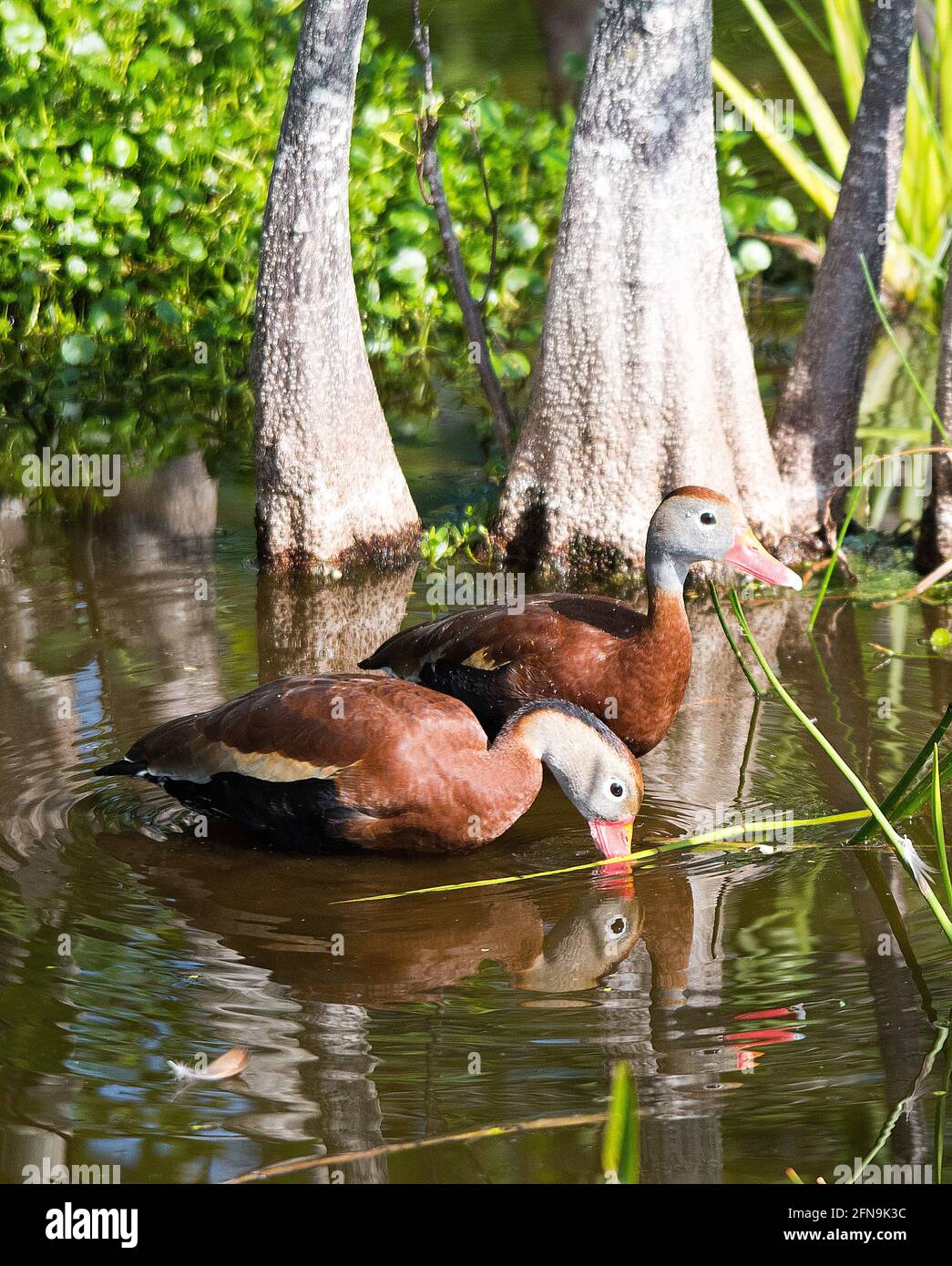 Red nose duck hi-res stock photography and images - Alamy