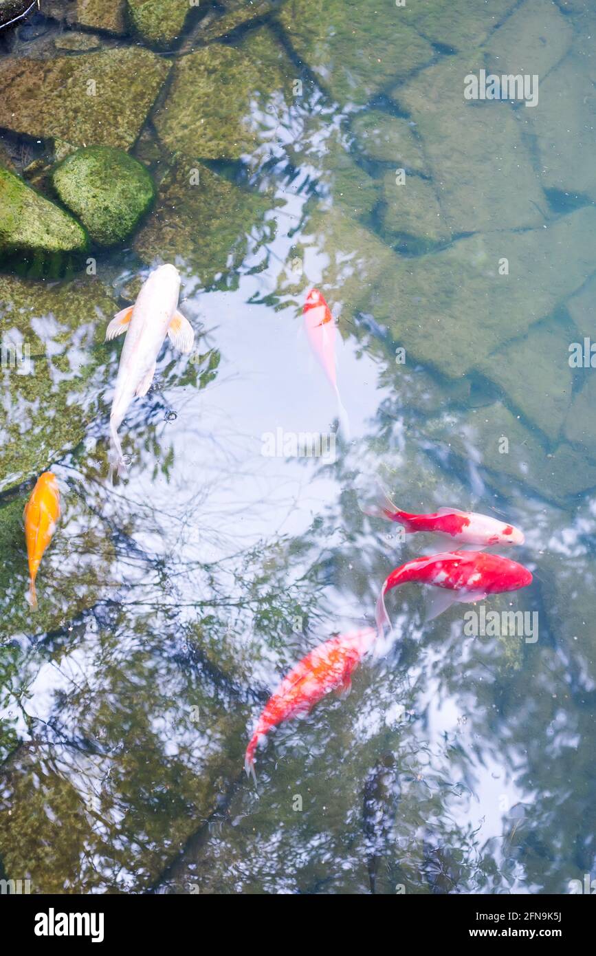Colourful charming Koi Carp Fishes moving in a lake with a stone bottom ...