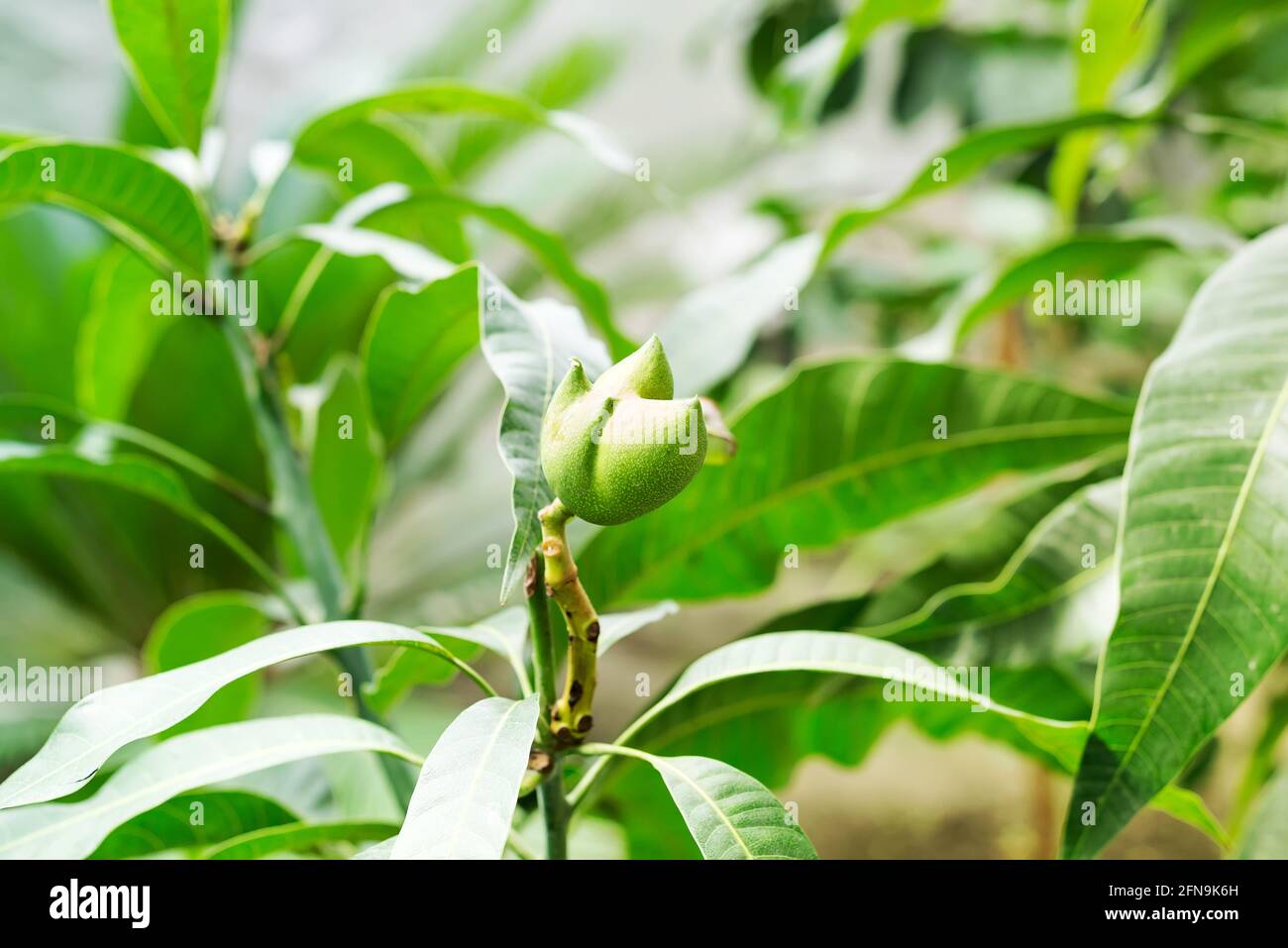 Mango fruits (genus Mangifera) hanging on tree branch Stock Photo - Alamy