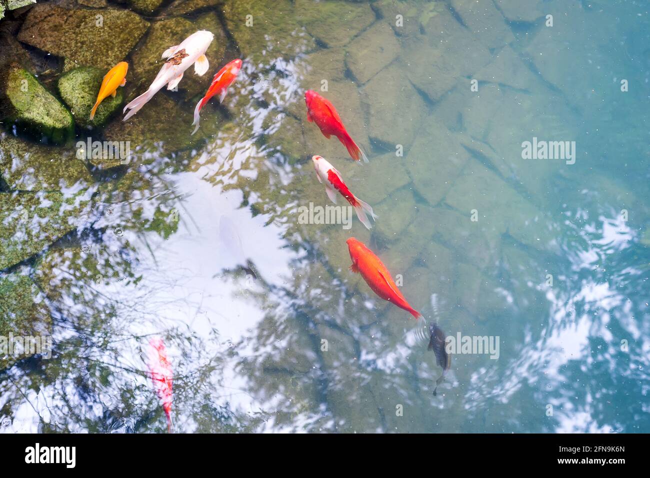 Colourful charming Koi Carp Fishes moving in a lake with a stone bottom ...