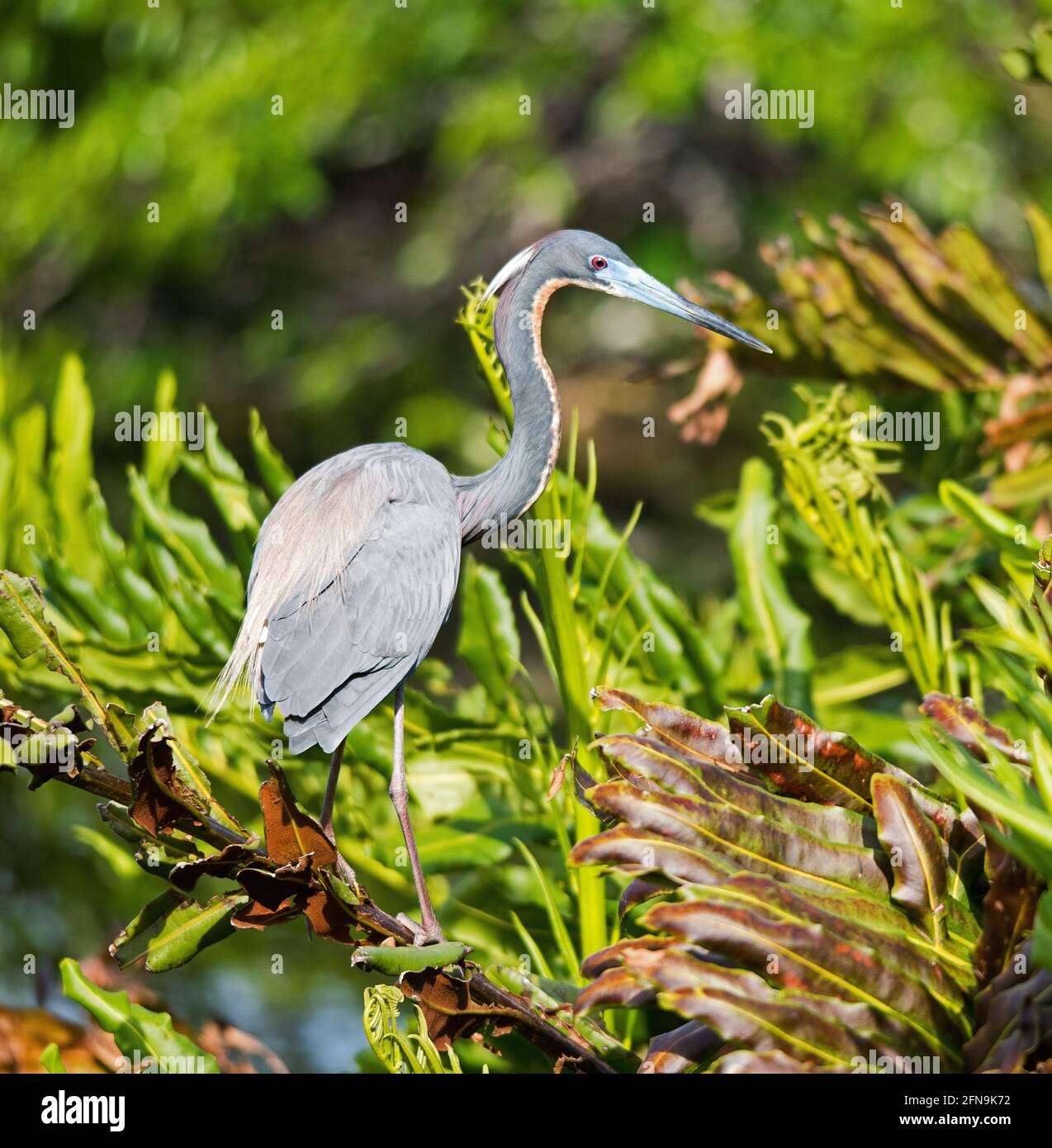 Heron looking for fish Stock Photo - Alamy