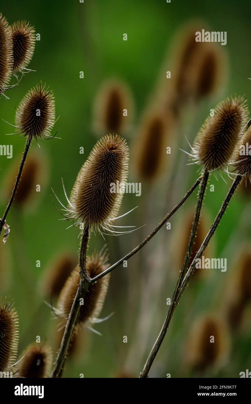 a thistle flower in the fall Stock Photo - Alamy