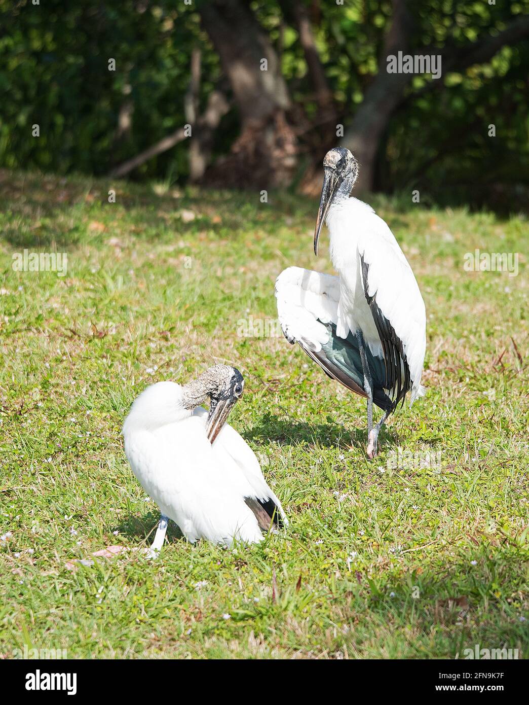 two birds talking Stock Photo - Alamy