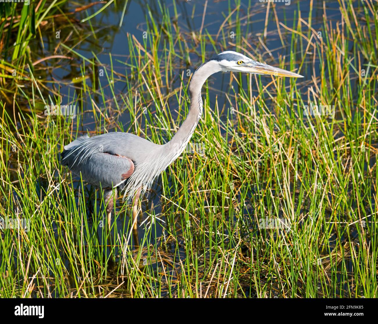Heron looking for fish Stock Photo - Alamy