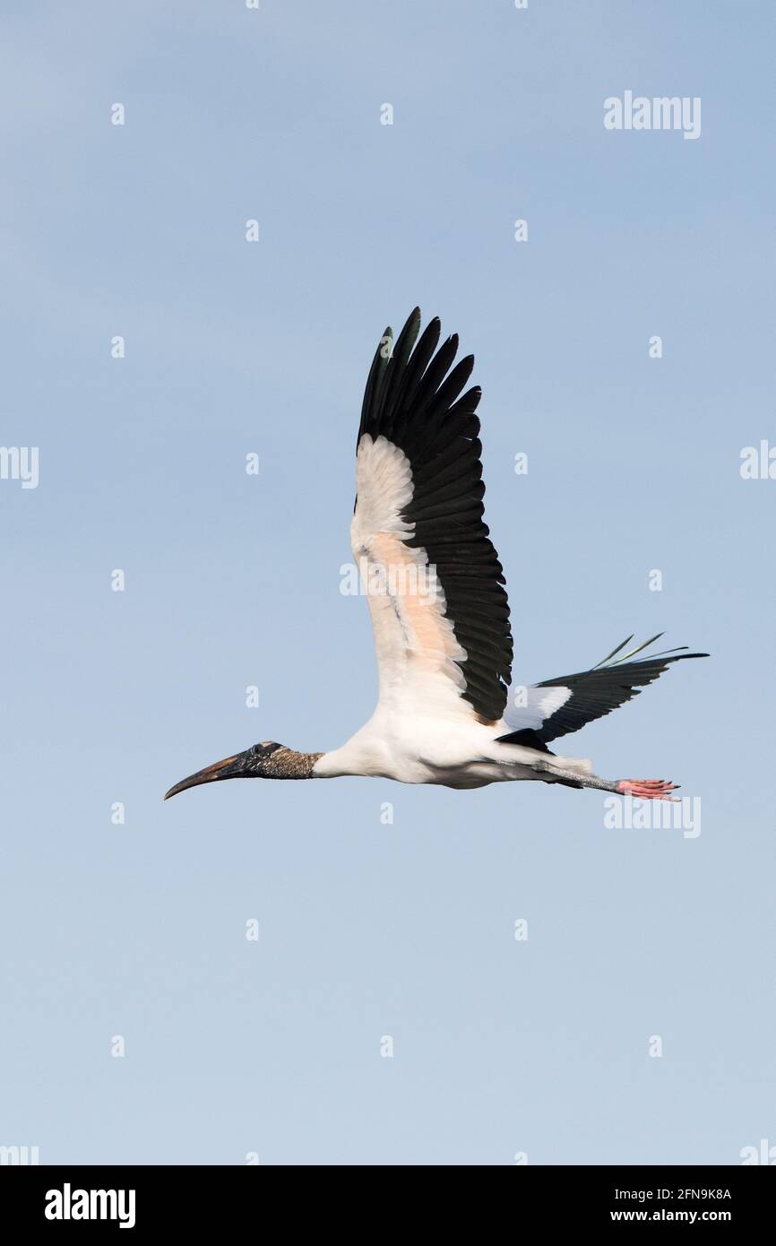 Wood Stork Bird in fly Stock Photo - Alamy
