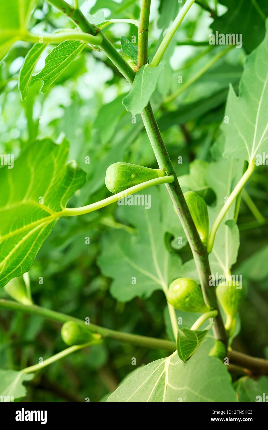 Green raw figs on the branch of a fig tree with morning sun light Stock ...