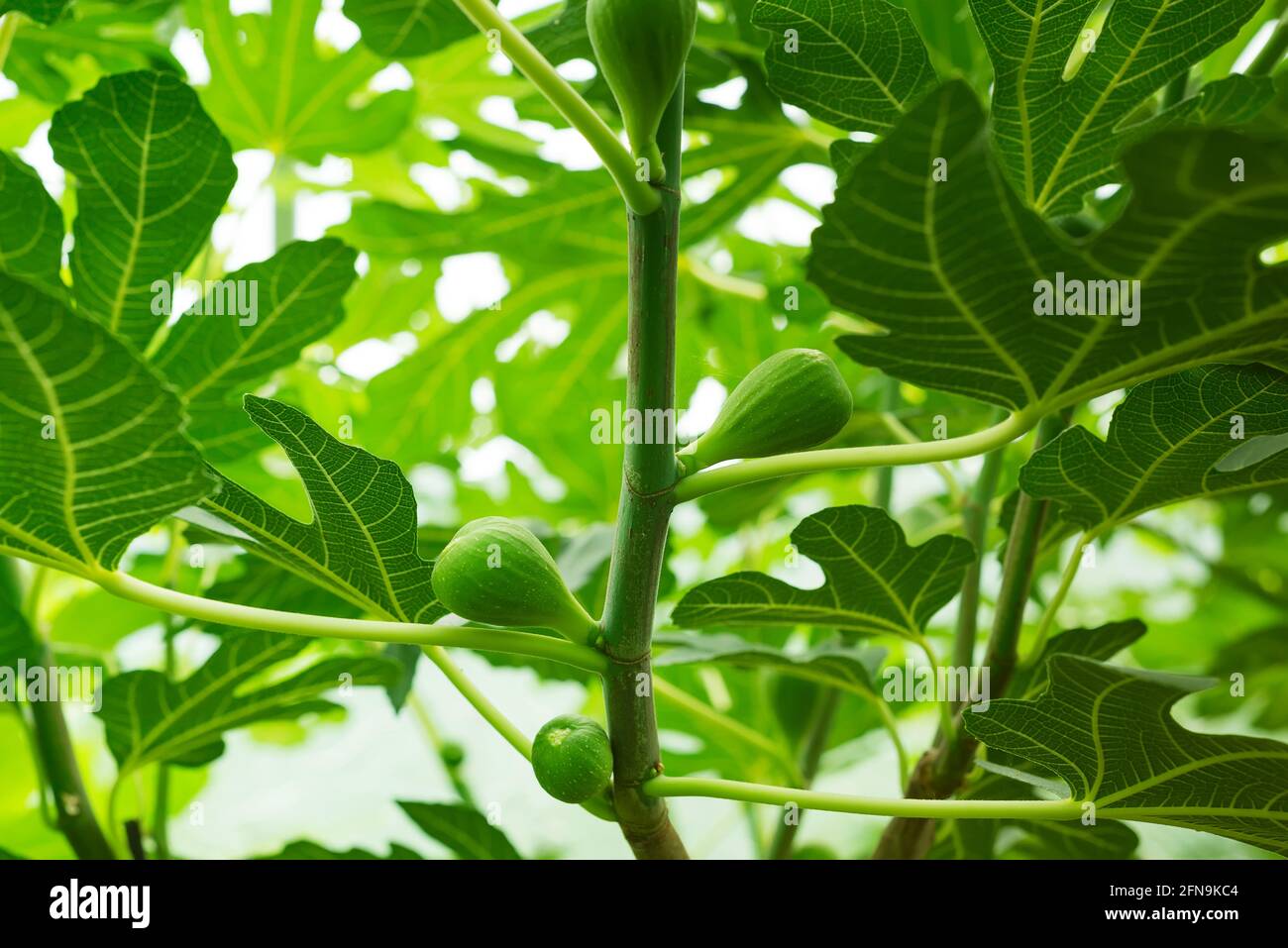 Green raw figs on the branch of a fig tree with morning sun light Stock ...