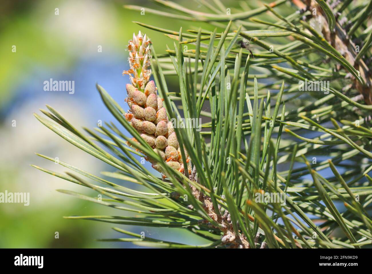 Male pine cones (Pinus sylvestris). Pine pollen is a aggressive ...